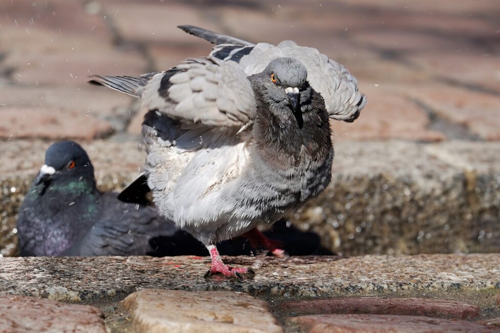 About diseases that pigeons can cause | Fujinaga Co., Ltd., a ...